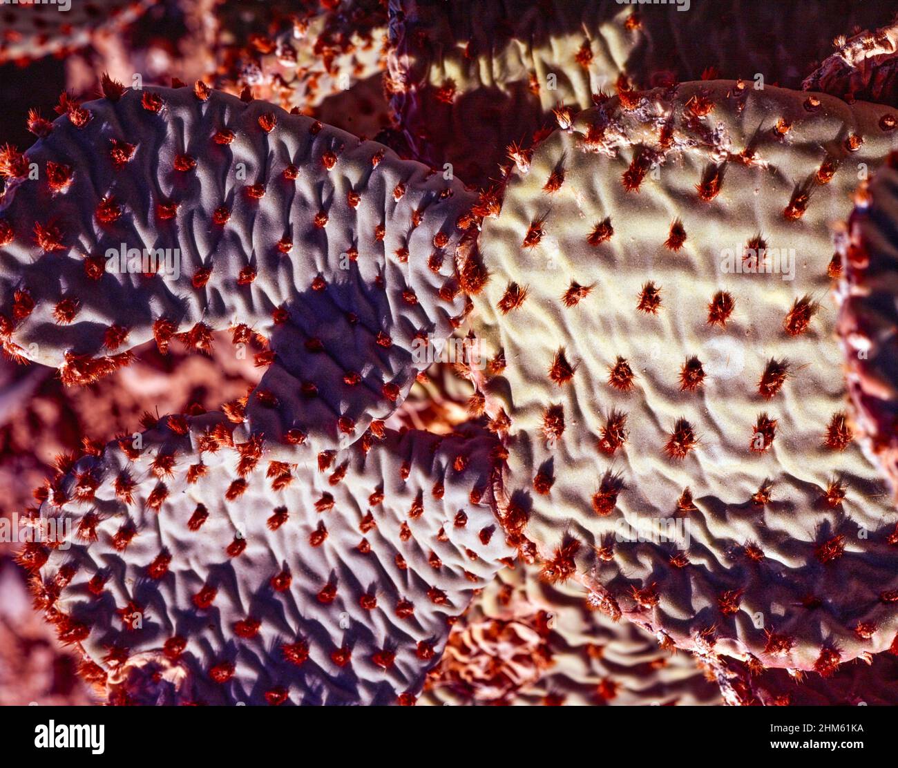 Choas, abstract patterns and textures in nature and the environment ...