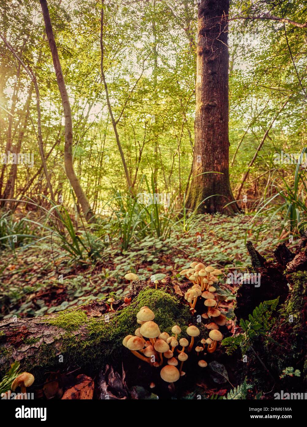 Patterns and textures in nature, intimate landscape of tree patterns ...