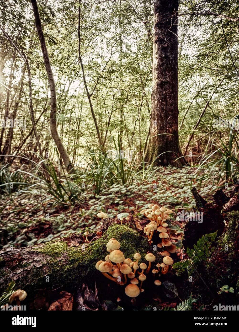 Patterns and textures in nature, intimate landscape of tree patterns ...