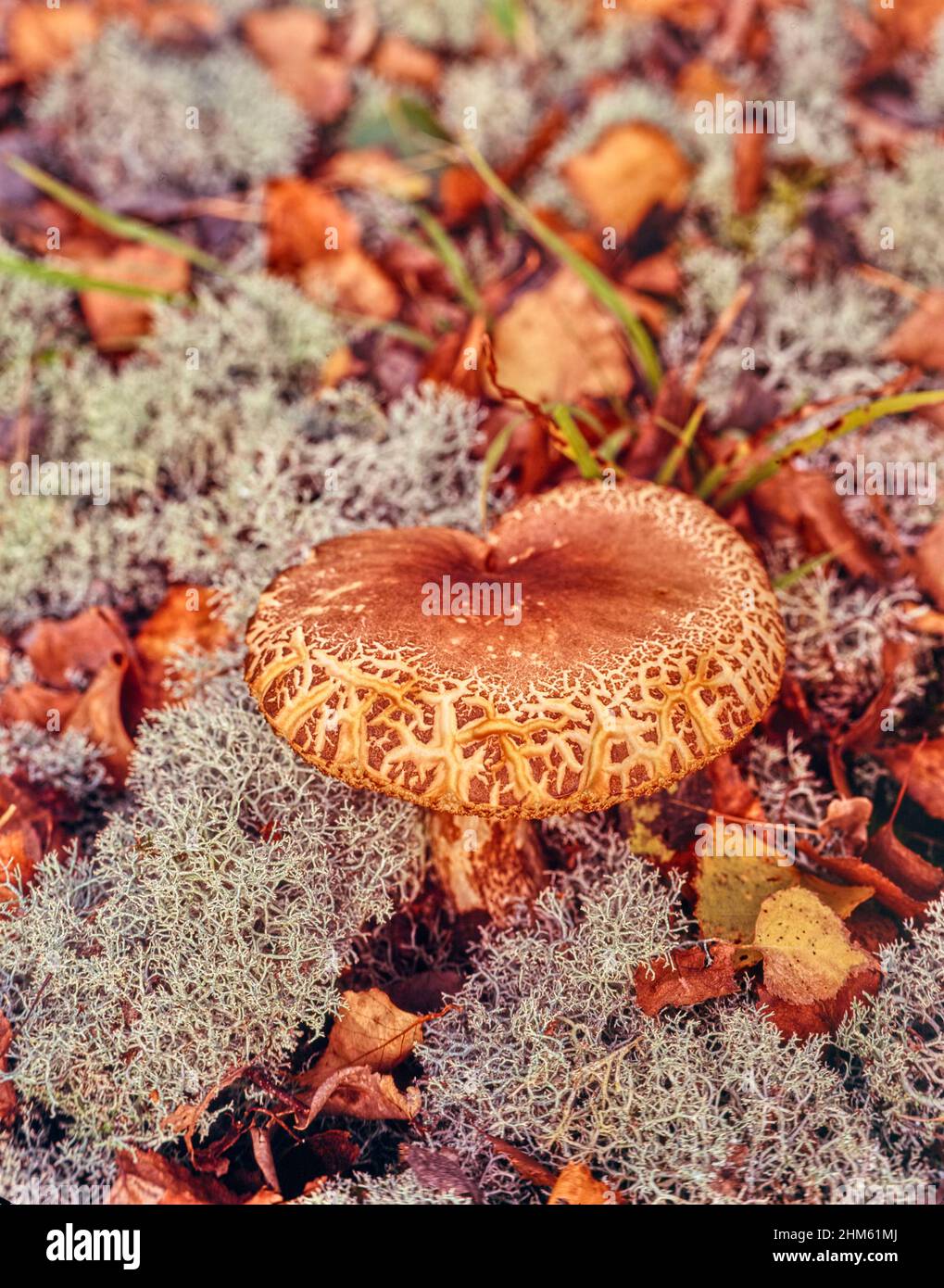 Close-up natural environmental portrait of fungi as symbols of life ...