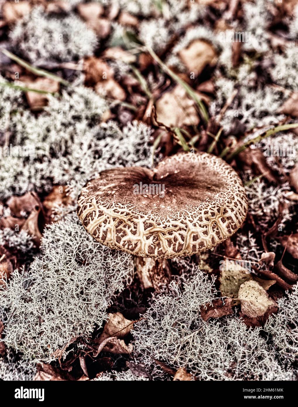 Close-up natural environmental portrait of fungi as symbols of life, death, decomposition and ...