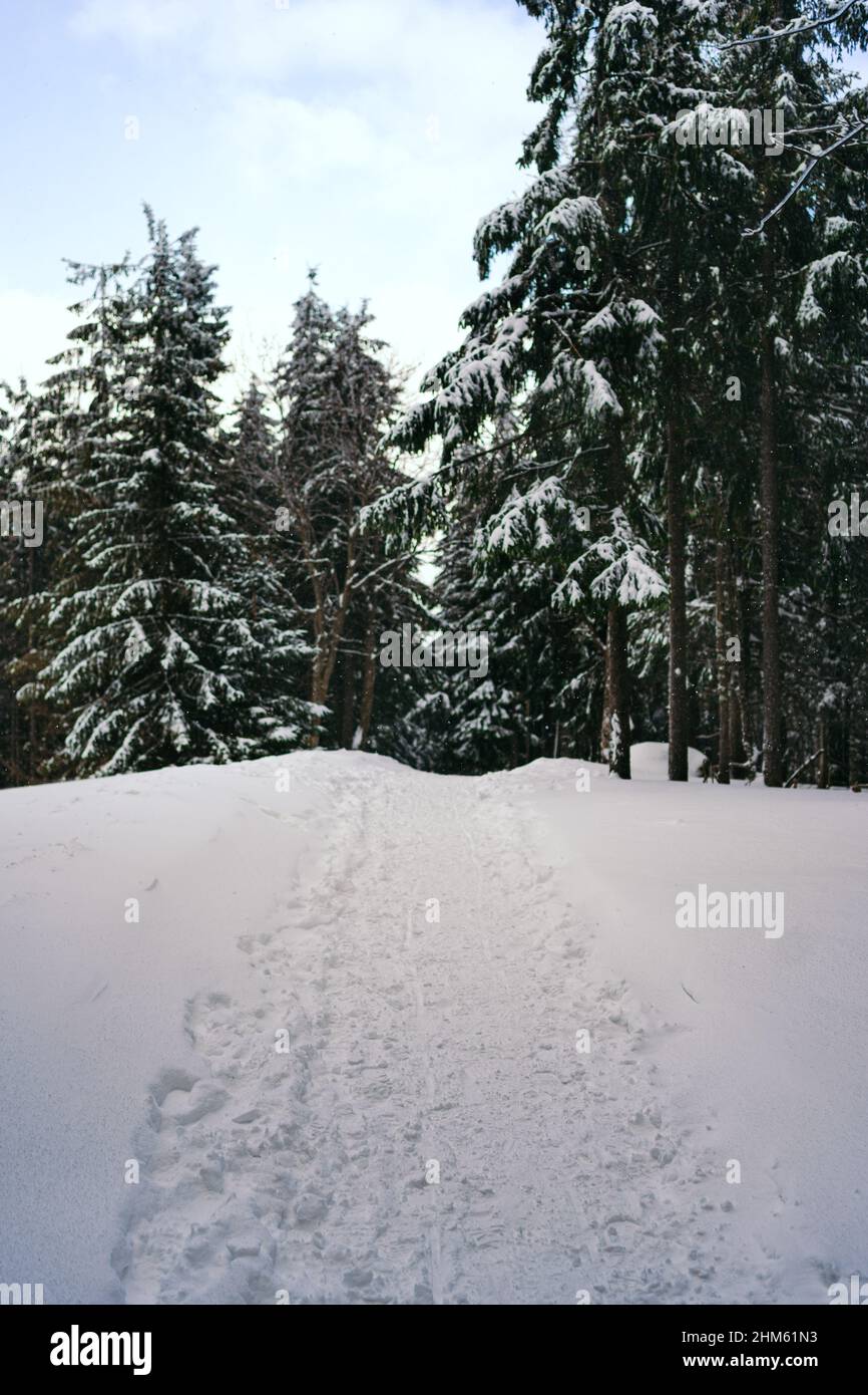 Winter Landscape Snow covered larch trees on a slope against the ...