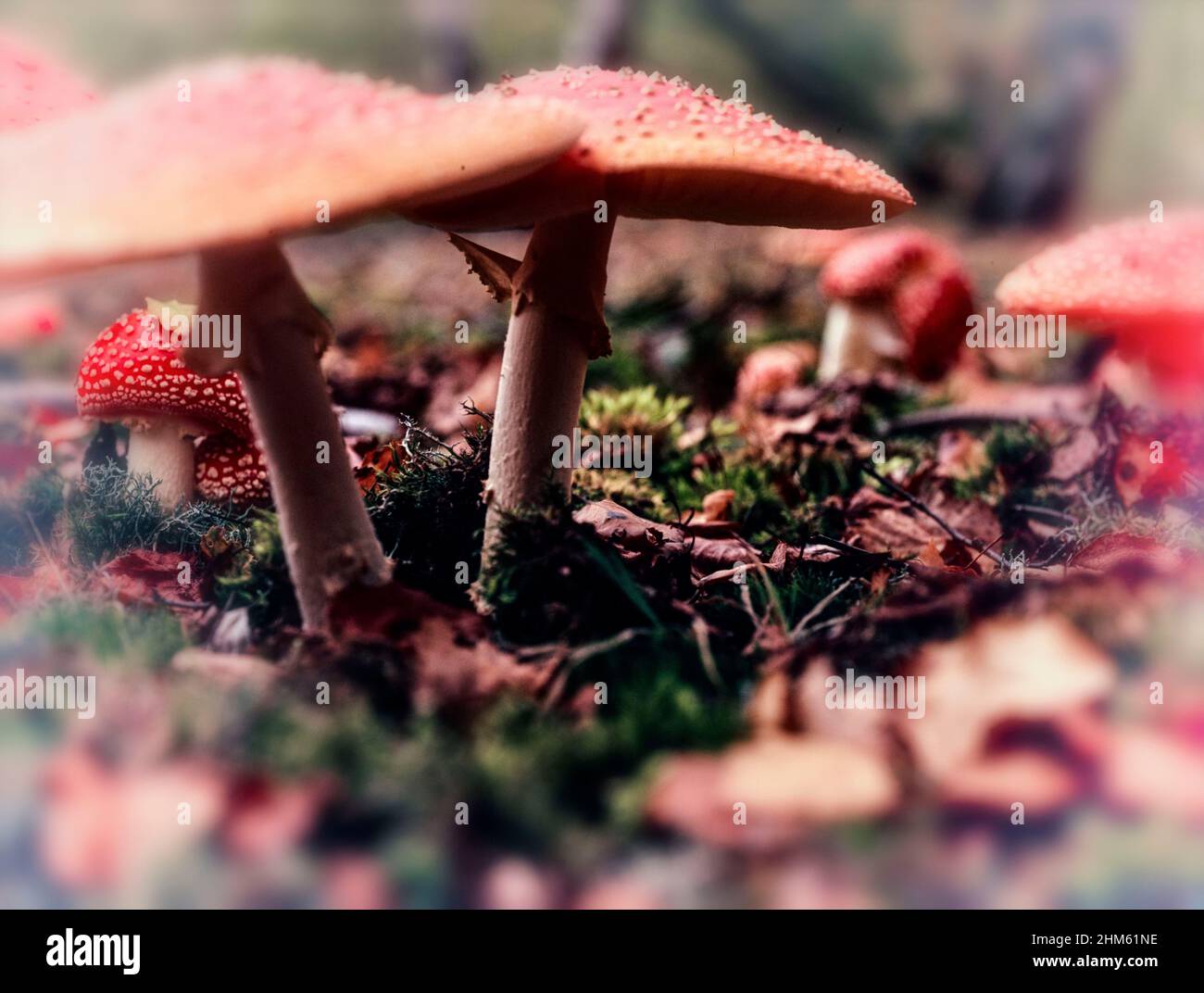 Close-up natural environmental portrait of fungi as symbols of life, death, decomposition and ...