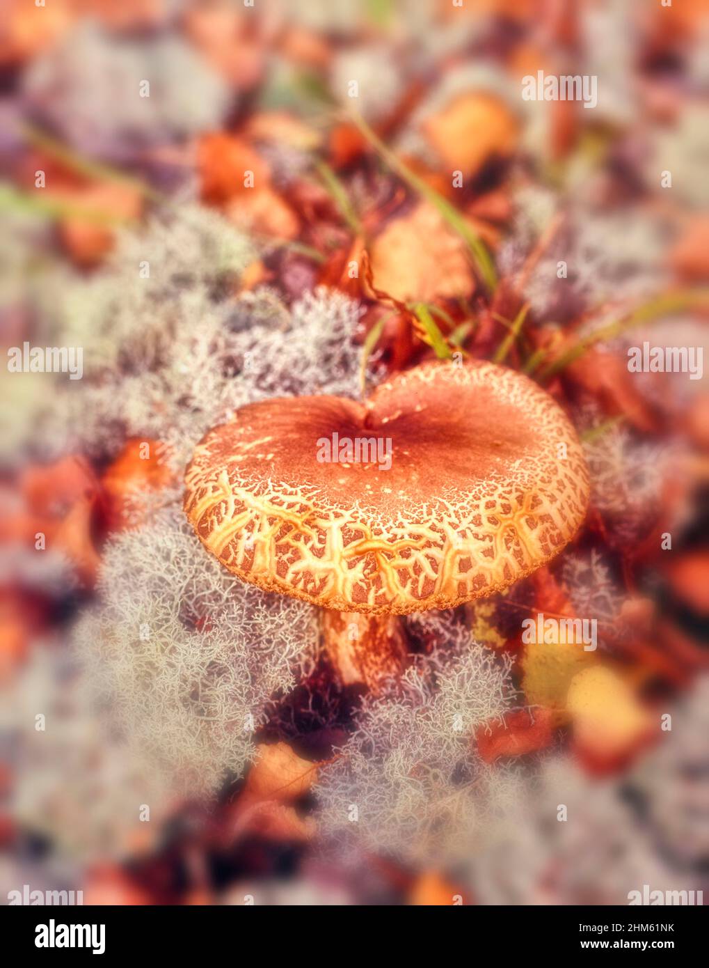 Close-up natural environmental portrait of fungi as symbols of life, death, decomposition and ...