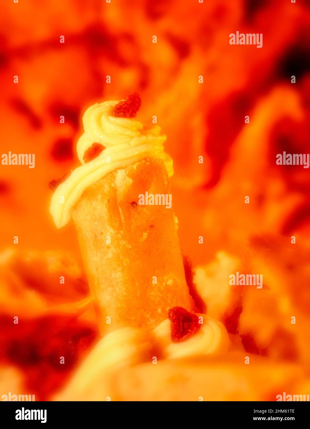 Delectable Duckunoo, duckanoo, tie-a-leaf, blue drawers dessert. Print ...