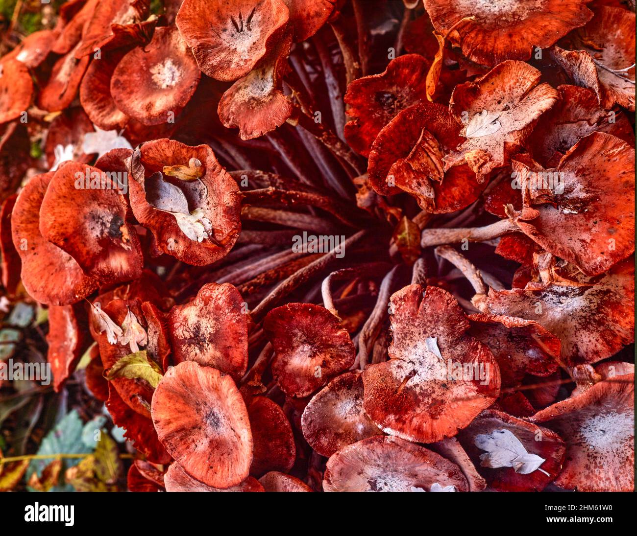 Choas, abstract patterns and textures in nature and the environment ...