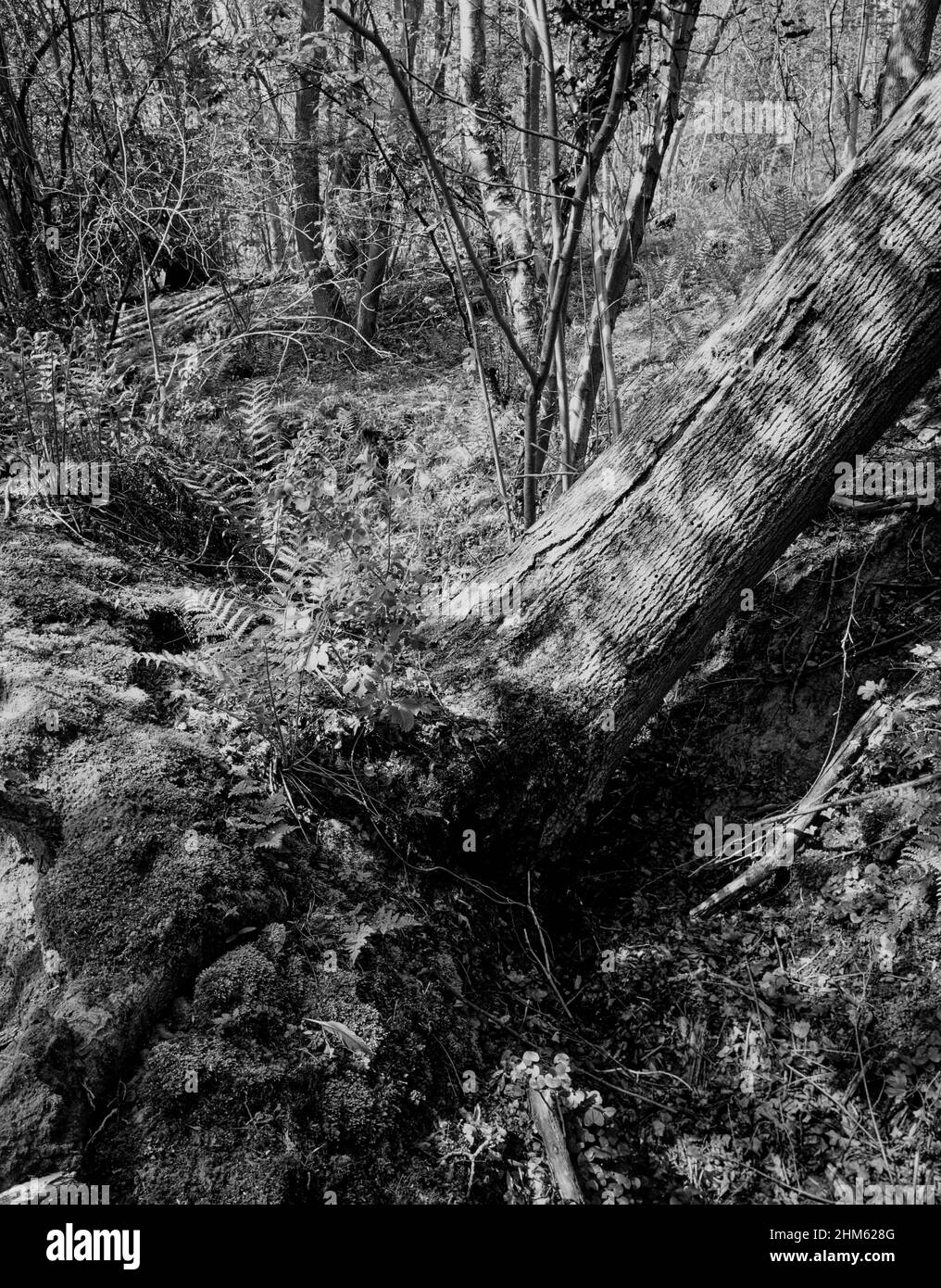 Patterns and textures in nature, intimate landscape of tree patterns ...