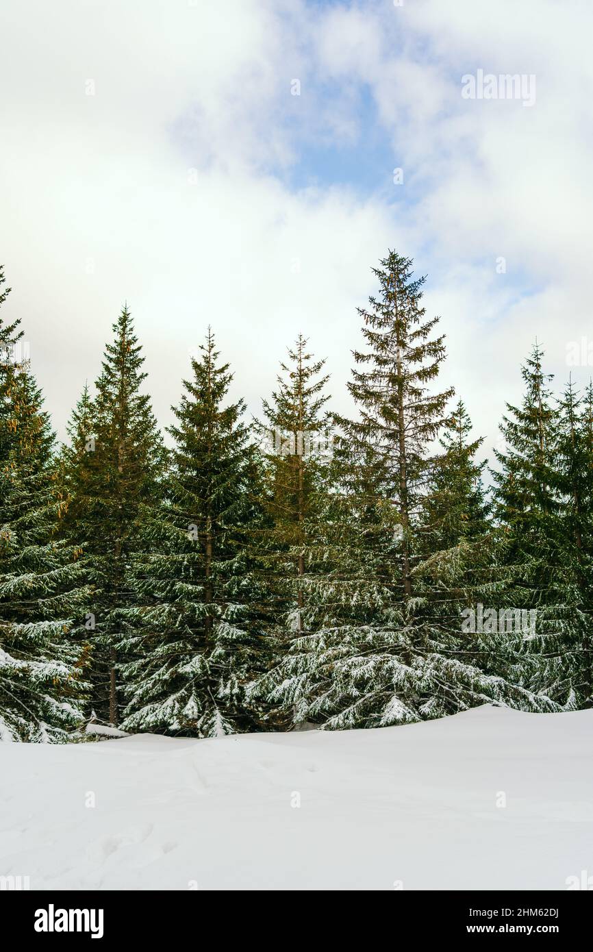 Winter Landscape Snow covered larch trees on a slope against the ...