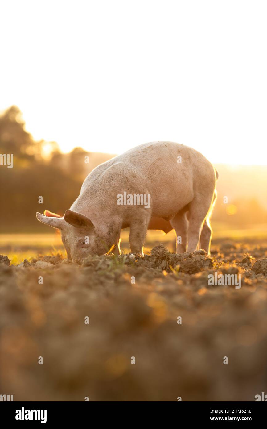 Pigs eating on a meadow in an organic meat farm - wide angle lens shot ...