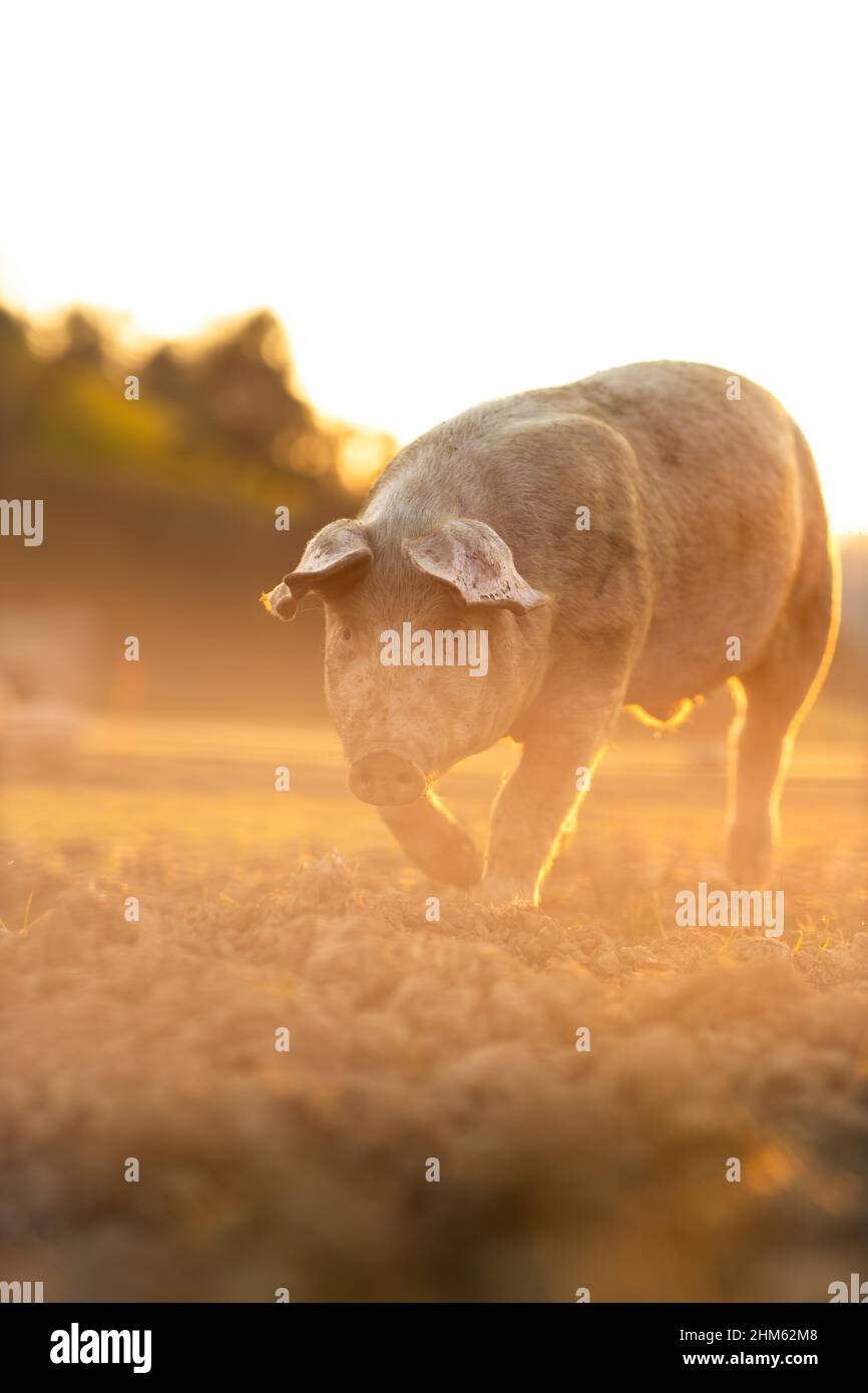 Pigs eating on a meadow in an organic meat farm - wide angle lens shot ...