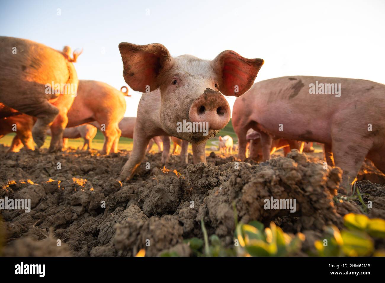 Pigs eating on a meadow in an organic meat farm - wide angle lens shot ...
