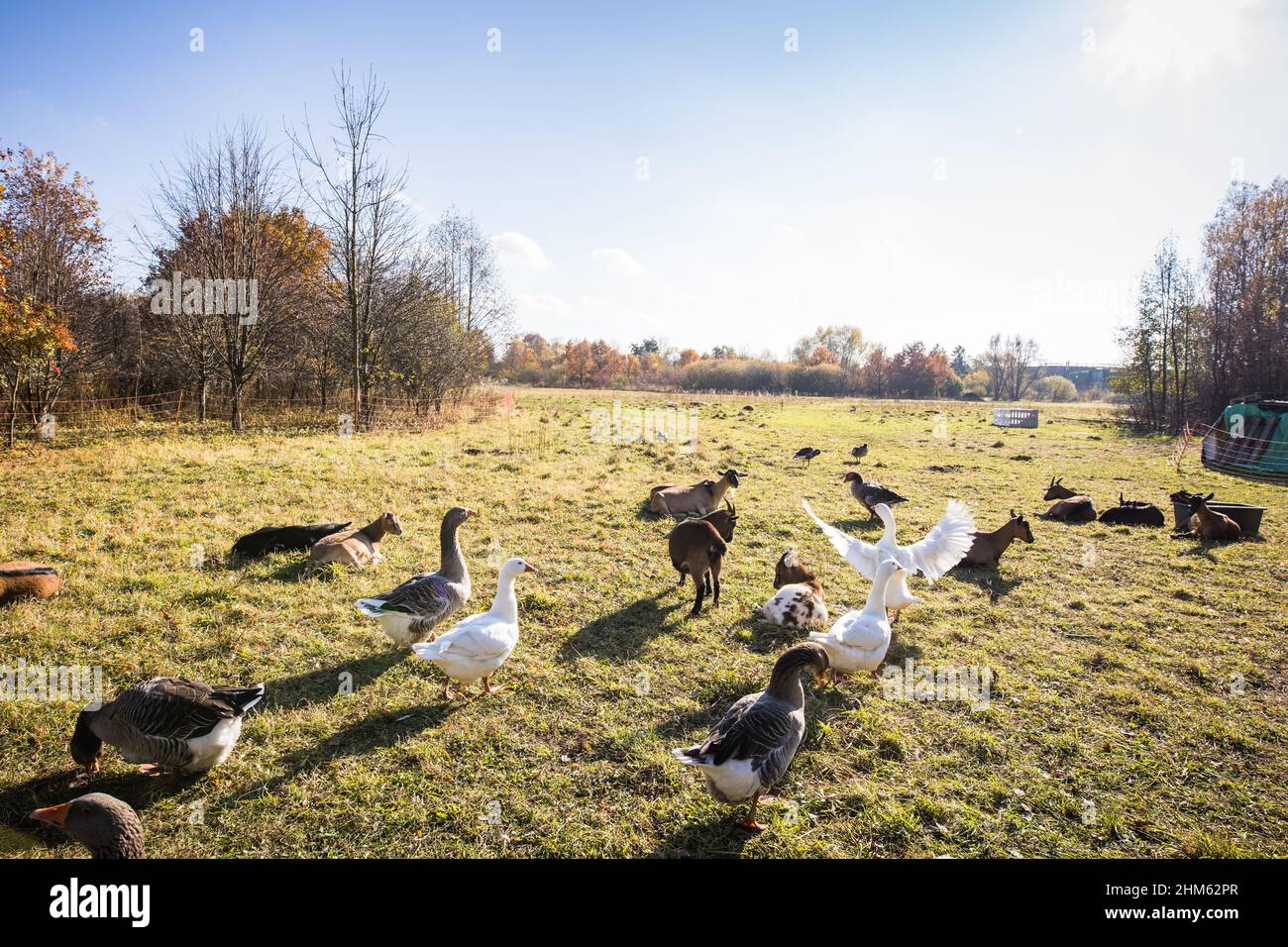 Beautiful geese (anser anser domesticus) enjoying a morning walk on a ...