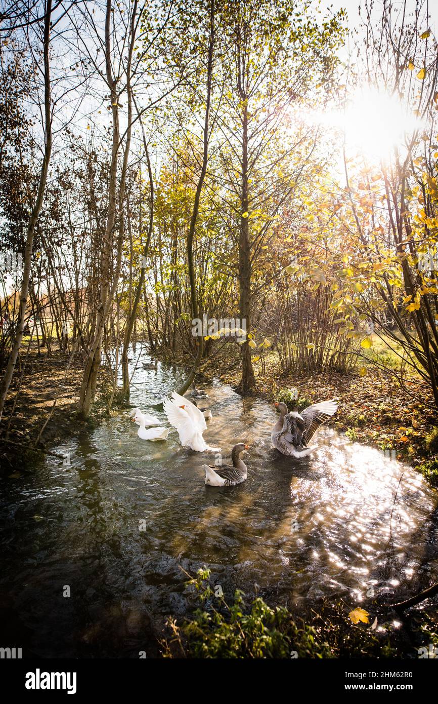 Beautiful geese (anser anser domesticus) enjoying a morning bath on a ...