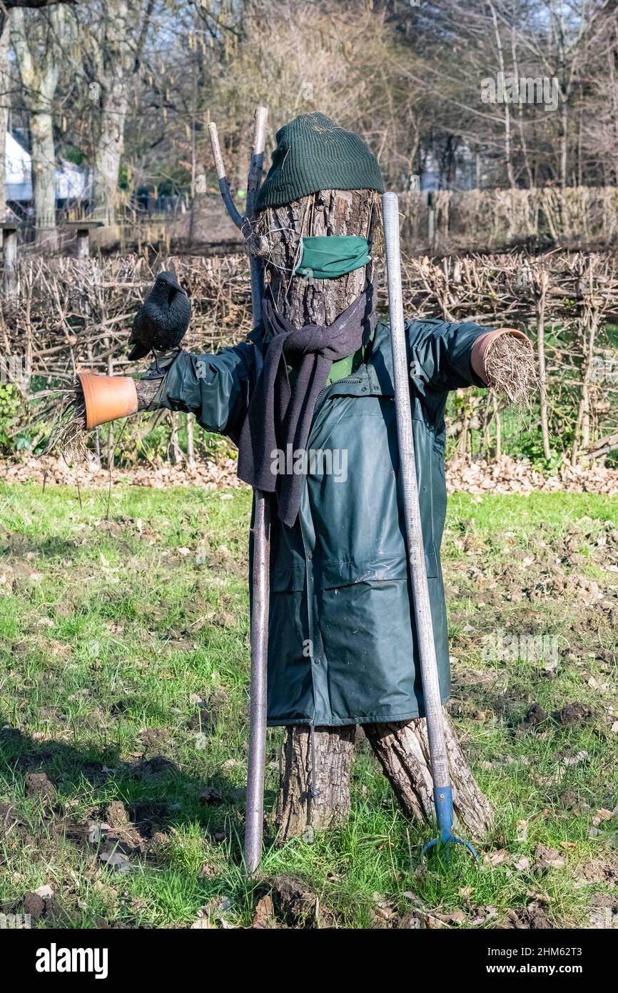 Halloween scarecrow in corn field hi-res stock photography and images ...