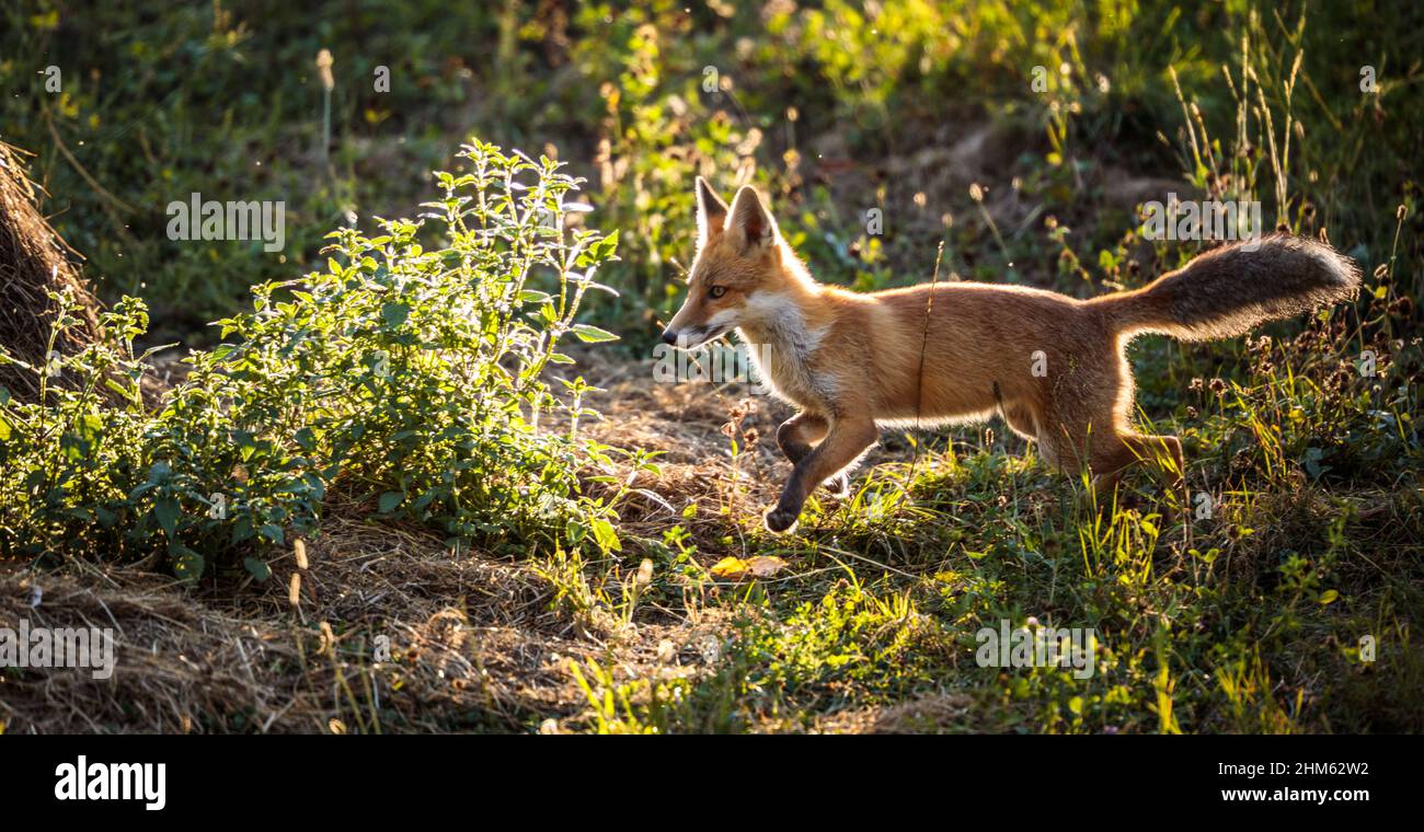 Red fox in its natural habitat - wildlife shot Stock Photo - Alamy