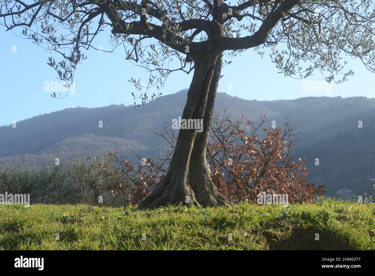 Under an olive tree hi-res stock photography and images - Alamy