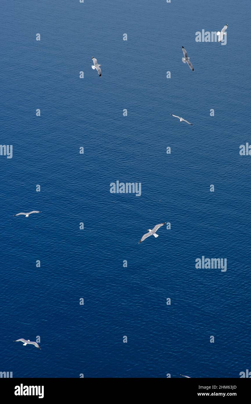 A group of seagulls flying over the beautiful Aegean Sea in Santorini ...