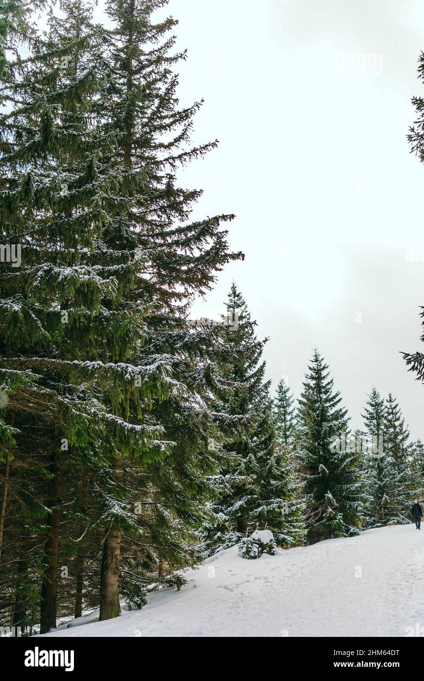 Winter Landscape Snow covered larch trees on a slope against the ...