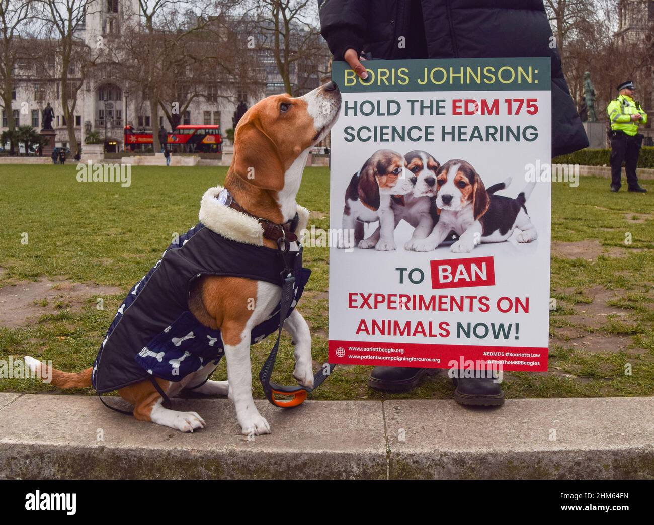 London, UK. 07th Feb, 2022. A beagle sits next to an activist holding a ...