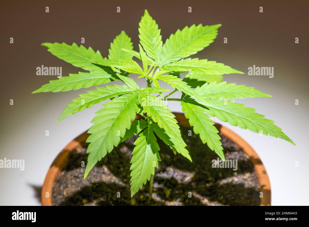 Cannabis plant in flowerpot hi-res stock photography and images - Alamy