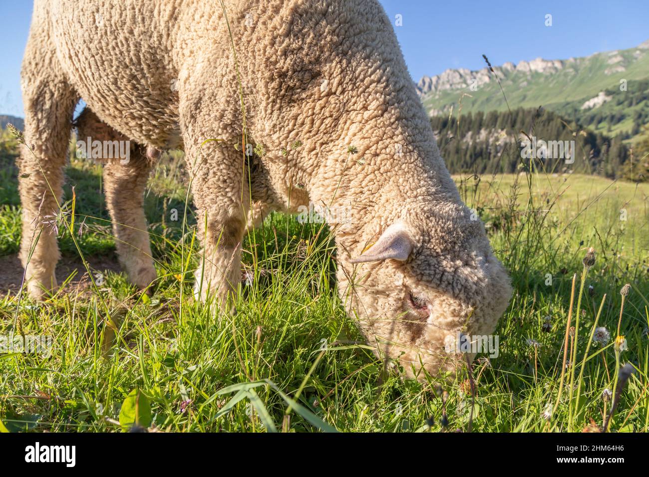 grazing sheep in the swiss alps Stock Photo - Alamy