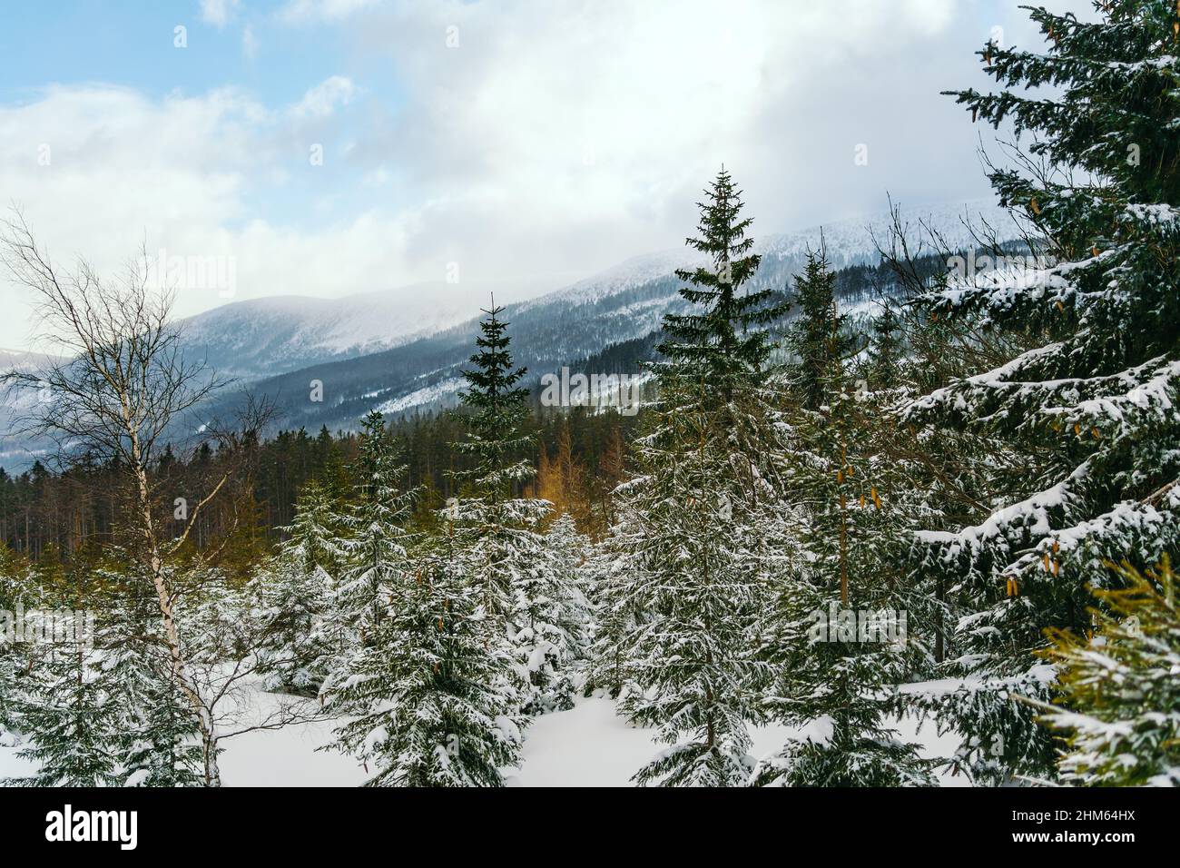 Winter Landscape Snow covered larch trees on a slope against the ...