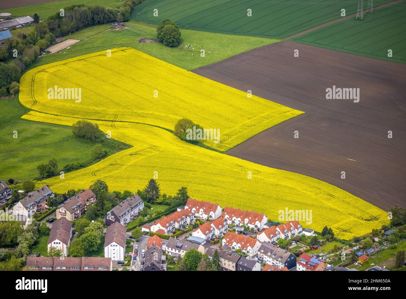 Aerial view, tree in rape field, Essen-Freisenbruch, Essen, Ruhr area ...