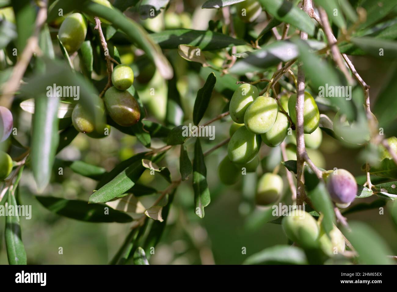 Olive branch. Detail of the olive branch. Close up of olive tree with ...