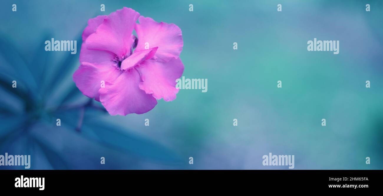 Small wild carnation flower.Diantus sylvestris.Zeus flower Stock Photo ...