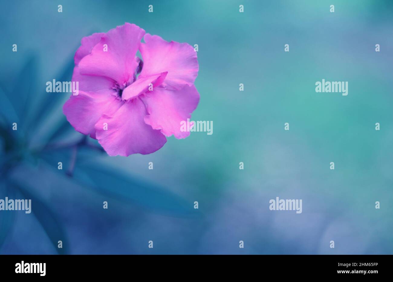 Small wild carnation flower.Diantus sylvestris.Zeus flower Stock Photo ...