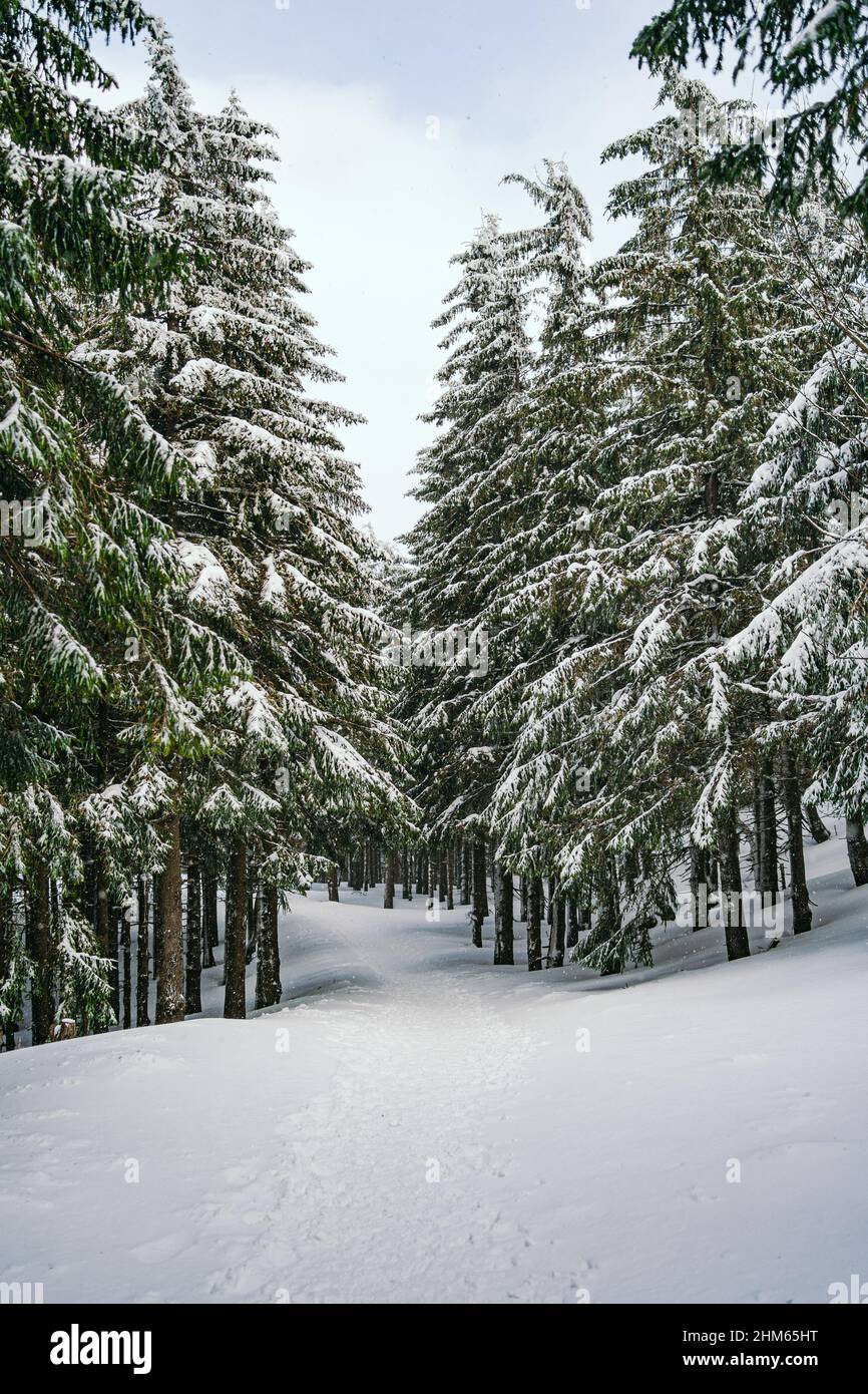 Winter Landscape Snow covered larch trees on a slope against the ...