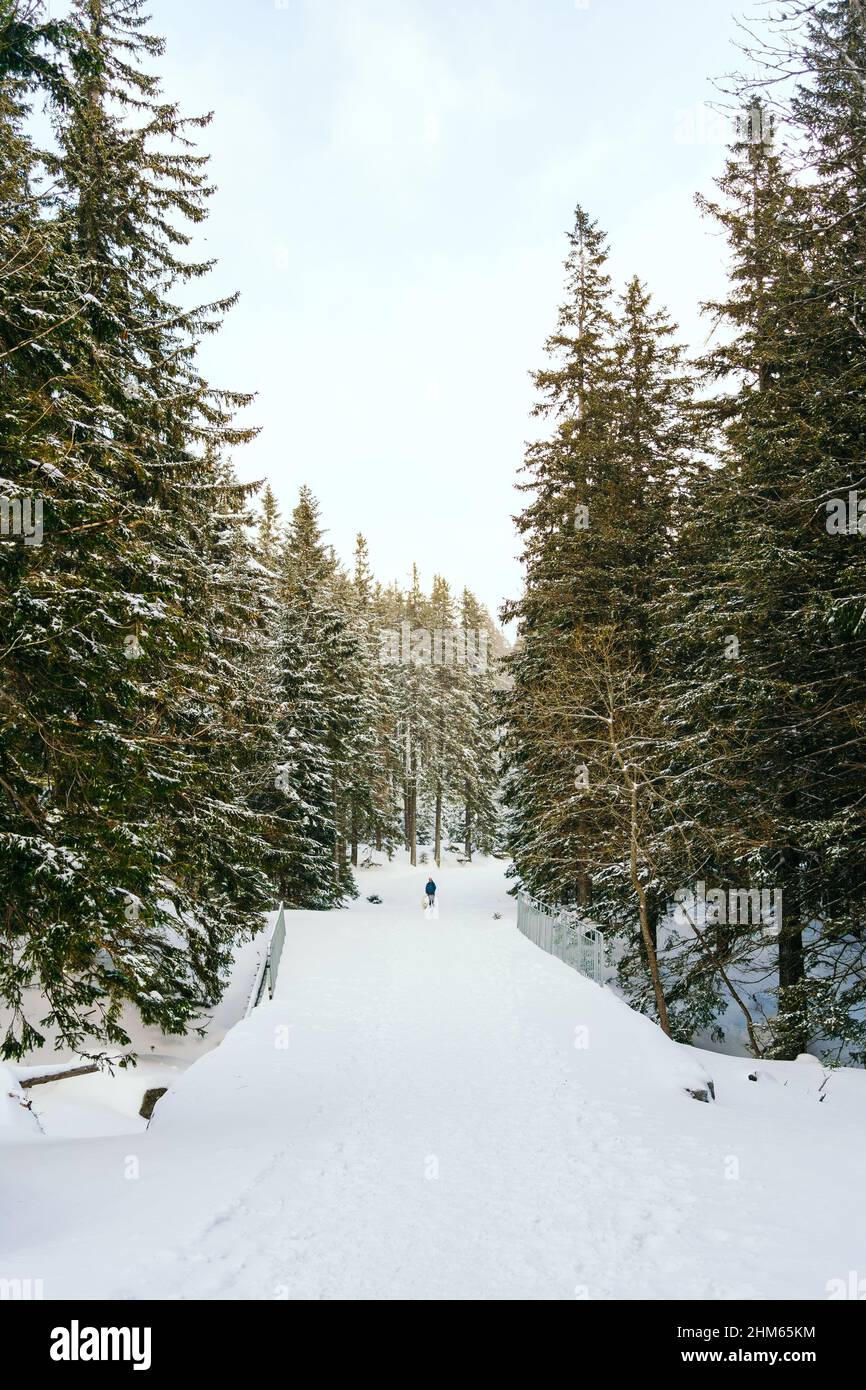 Winter Landscape Snow covered larch trees on a slope against the ...