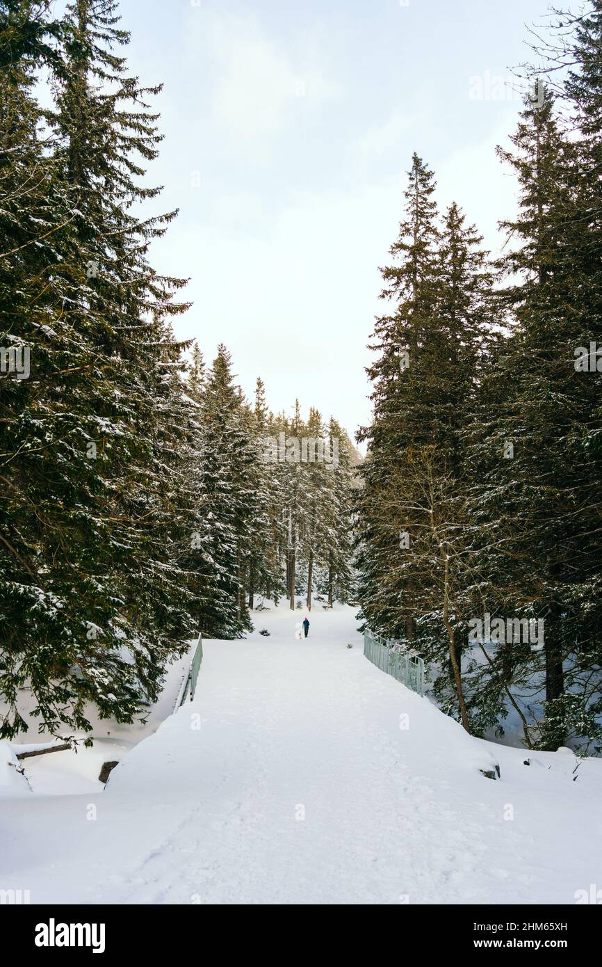 Winter Landscape Snow covered larch trees on a slope against the ...