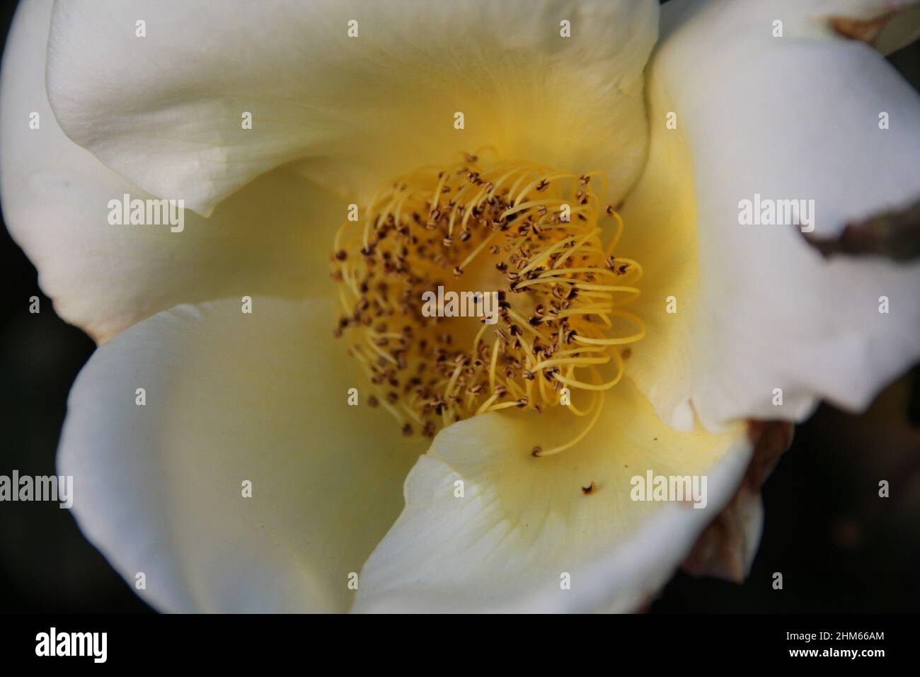 Closeup of an exotic flower growing in a field Stock Photo - Alamy