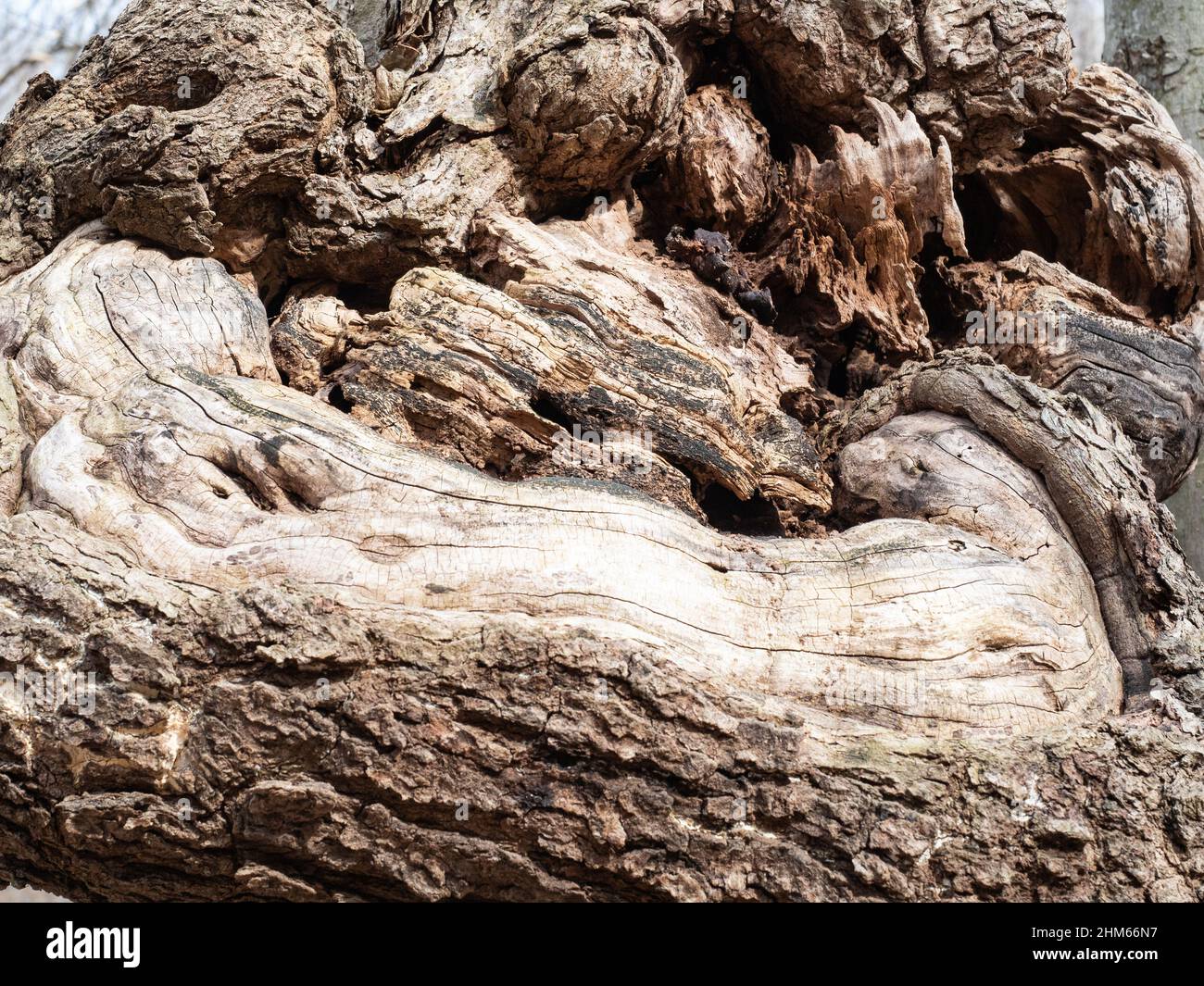 Large Burl on Tree Stock Photo - Alamy