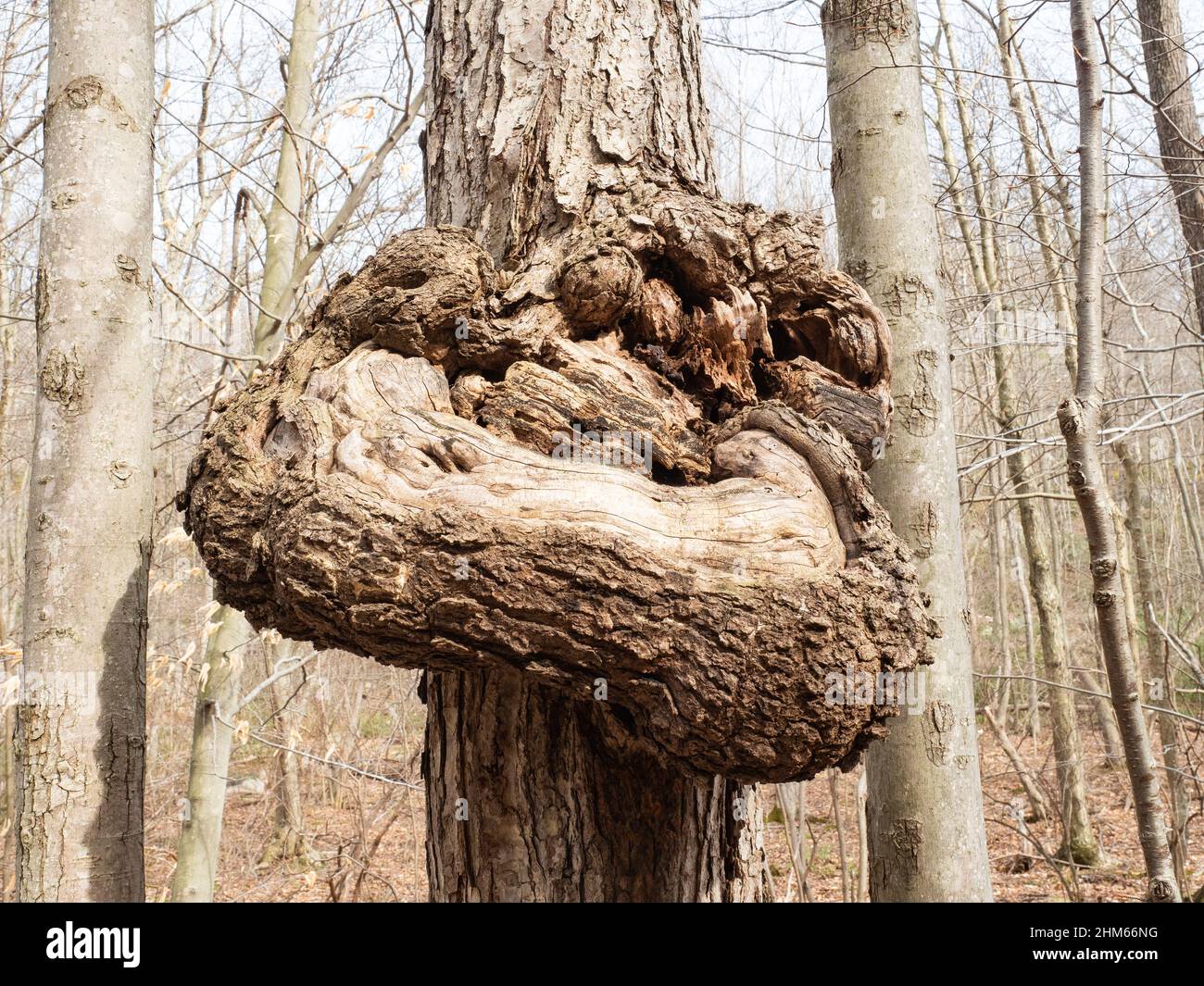 Large Burl on Tree Stock Photo - Alamy