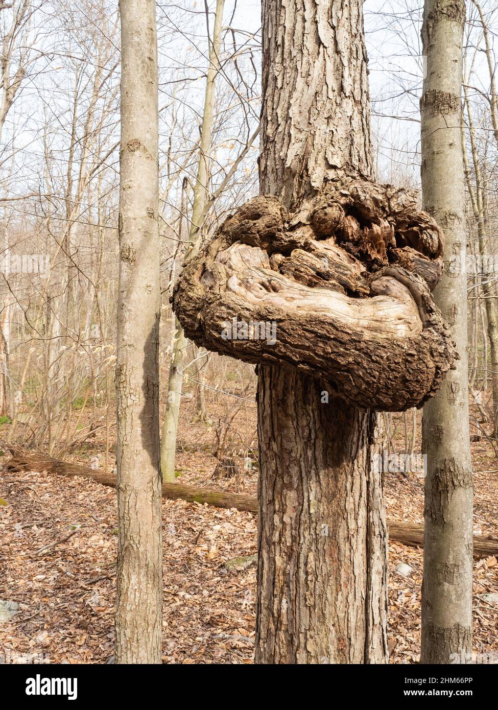 Large Burl on Tree Stock Photo - Alamy