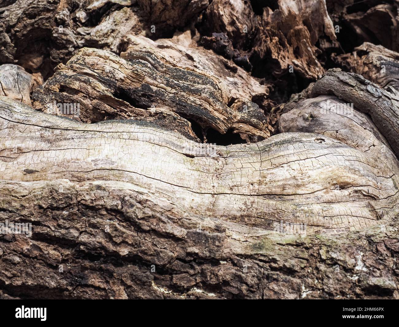 Large Burl on Tree Stock Photo - Alamy