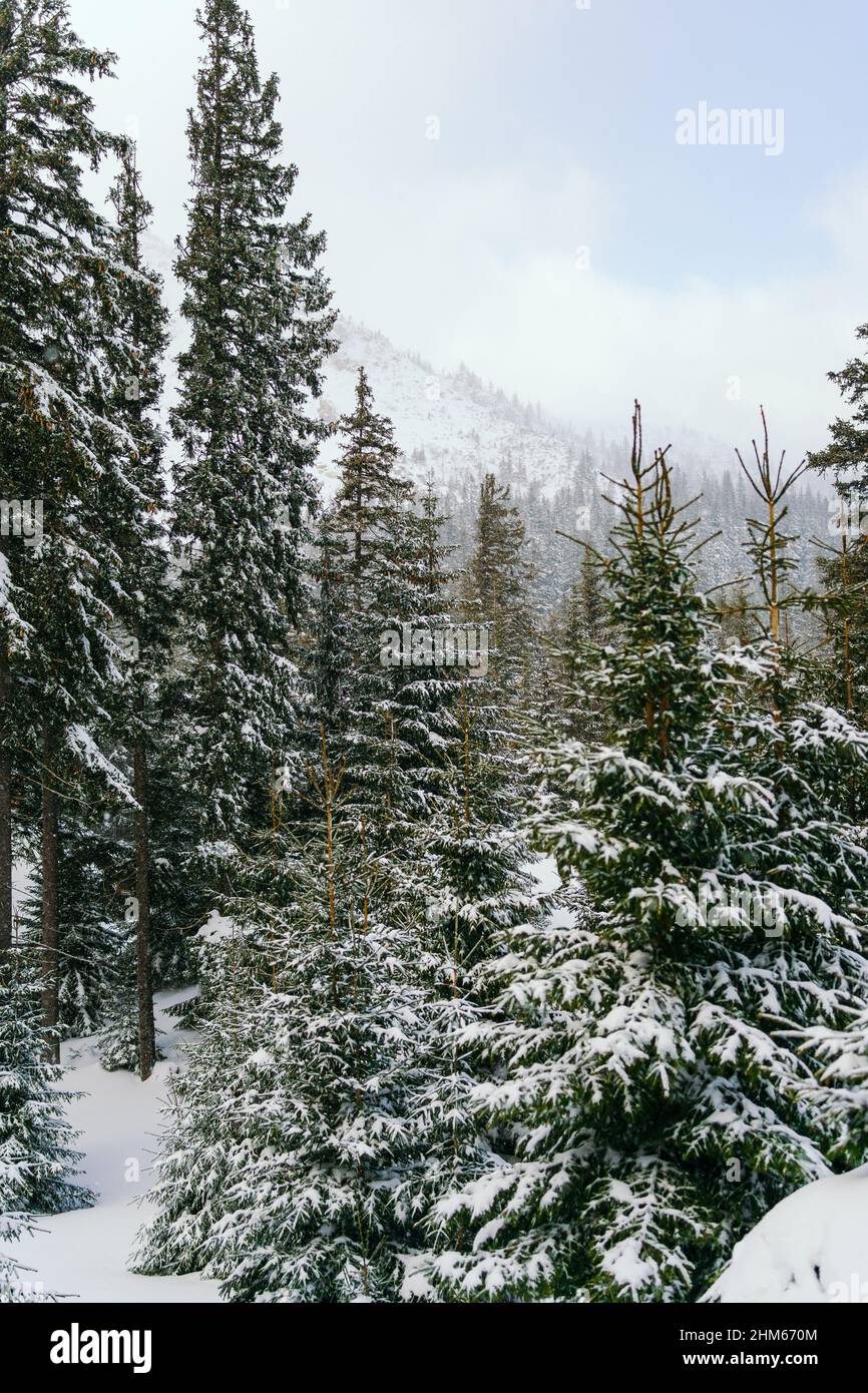 Winter Landscape Snow covered larch trees on a slope against the ...
