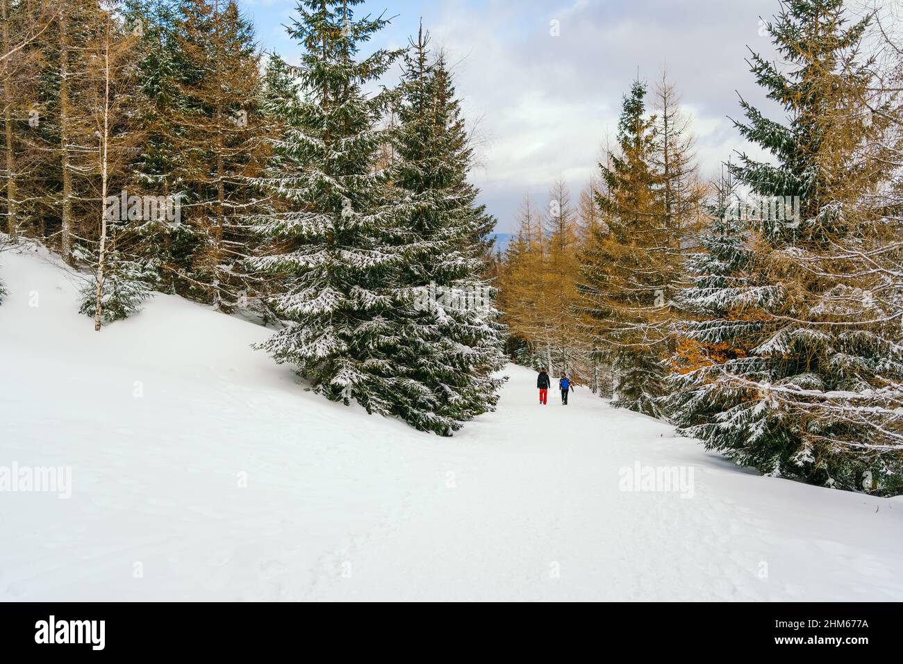 Winter Landscape Snow covered larch trees on a slope against the ...