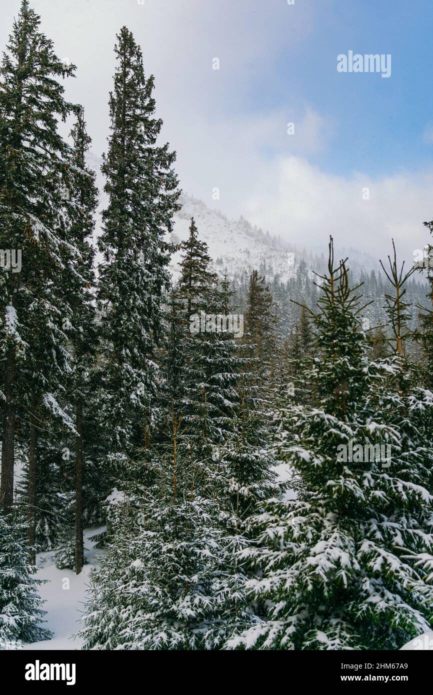 Winter Landscape Snow covered larch trees on a slope against the ...