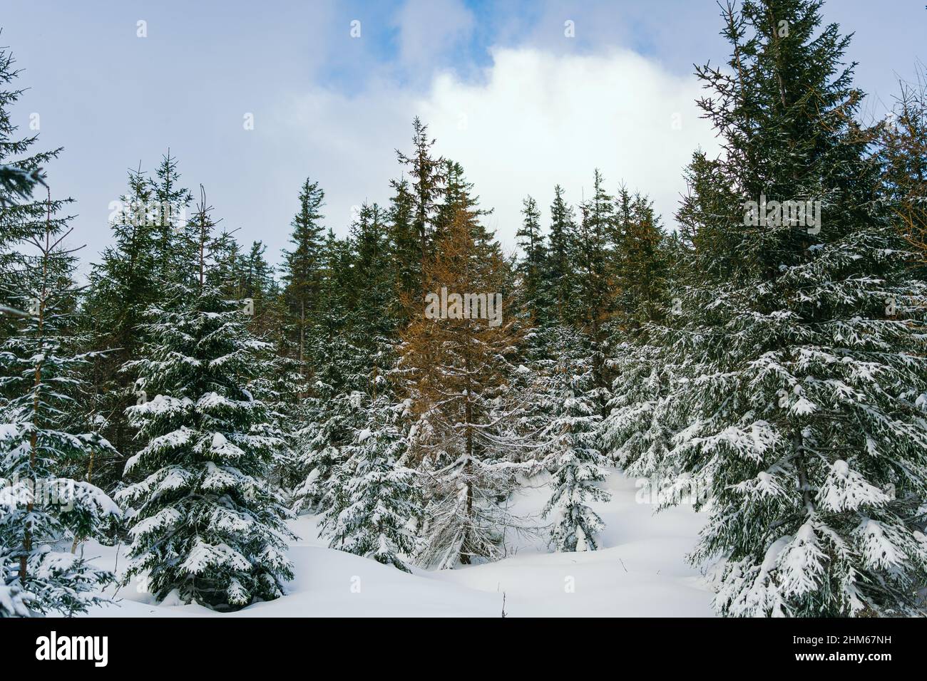 Winter Landscape Snow covered larch trees on a slope against the ...