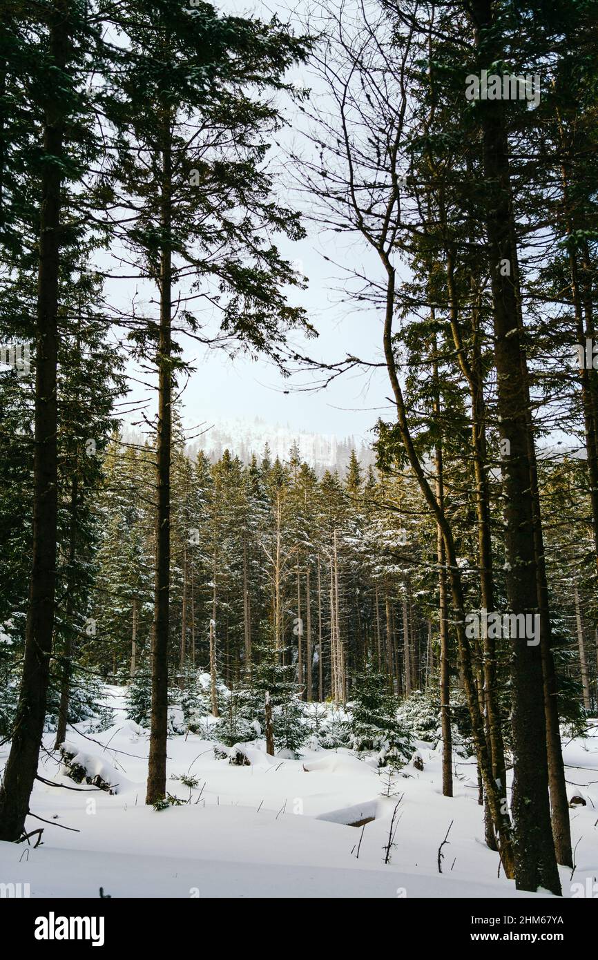 Winter Landscape Snow covered larch trees on a slope against the ...