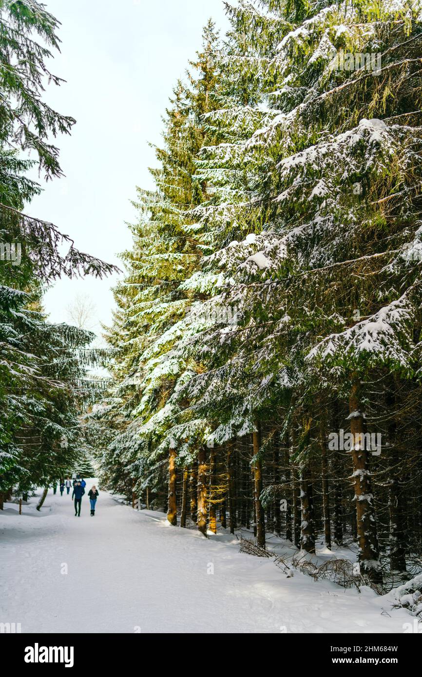 Winter Landscape Snow covered larch trees on a slope against the ...