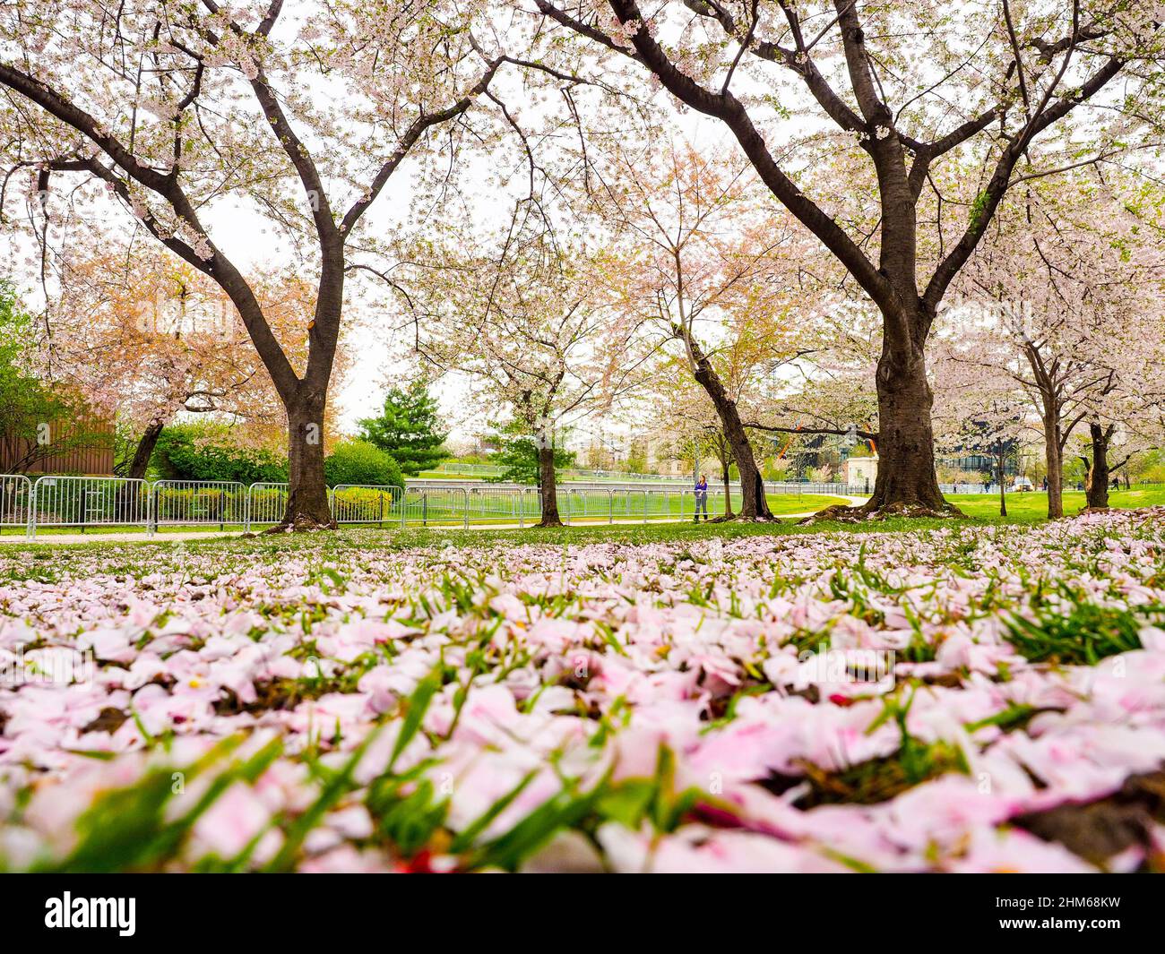 Cherry blossoms japanese cherry trees tidal basin washington dc hi-res ...