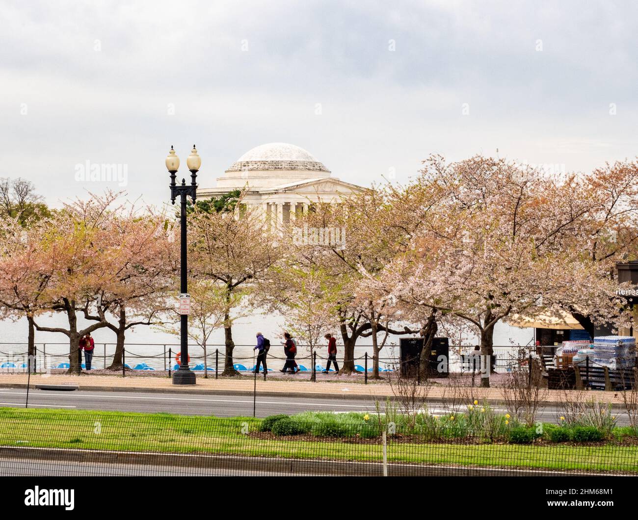 Cherry Blossoms Washington DC USA Stock Photo - Alamy