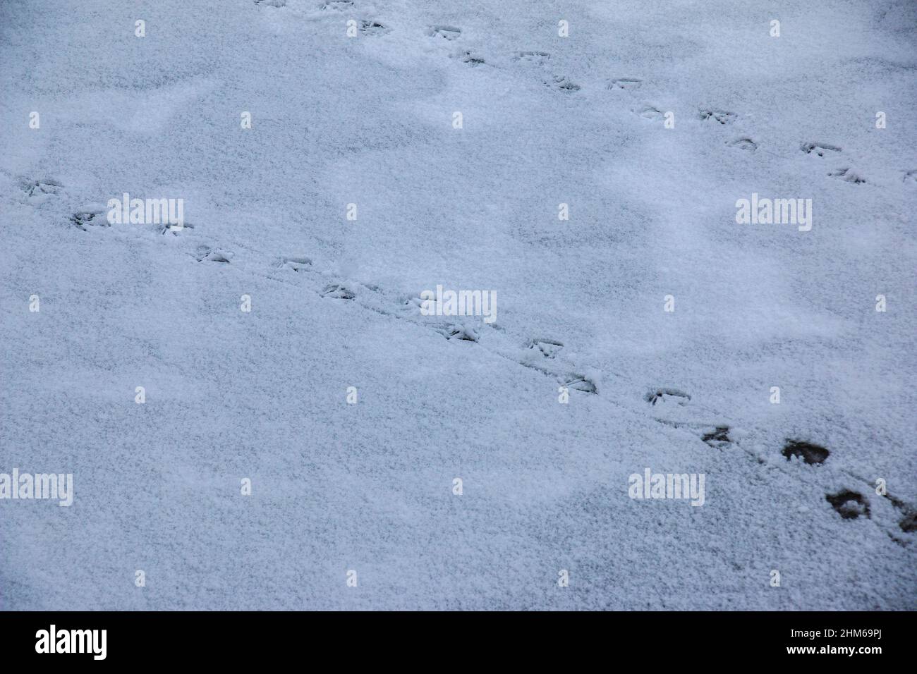 Goose footprints hi-res stock photography and images - Alamy
