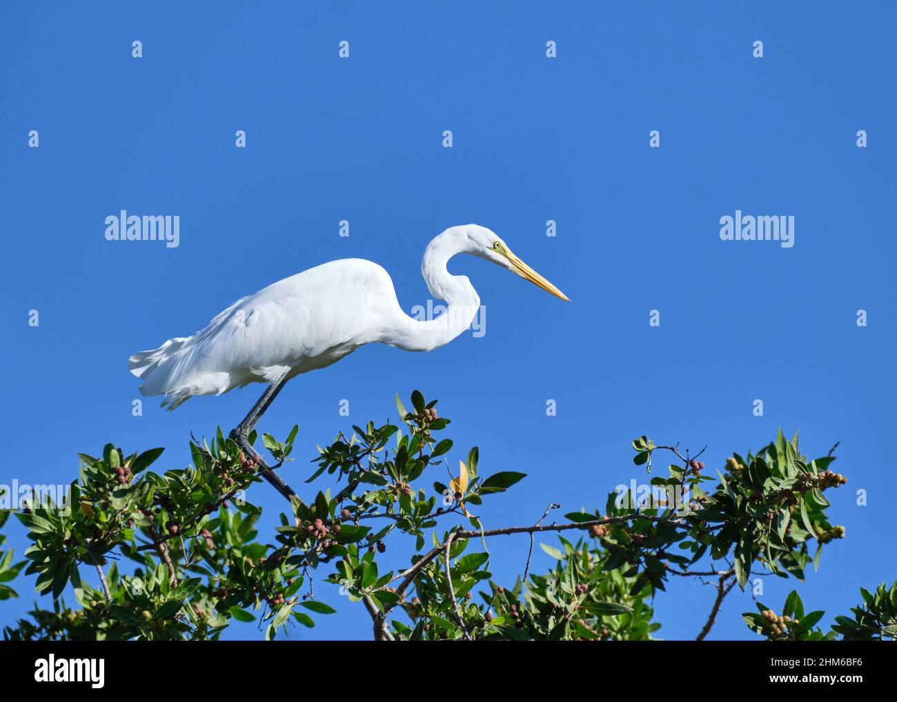 A beautiful snowy white Great Egret is perched atop a tree with a ...