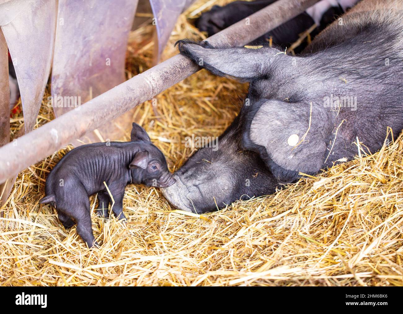 Tiny baby pig hi-res stock photography and images - Alamy