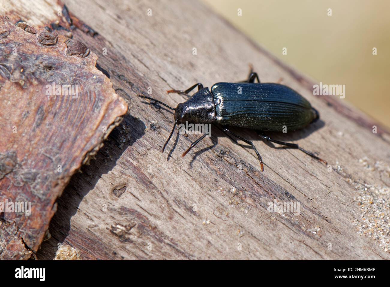 Melandryiidae hi-res stock photography and images - Alamy